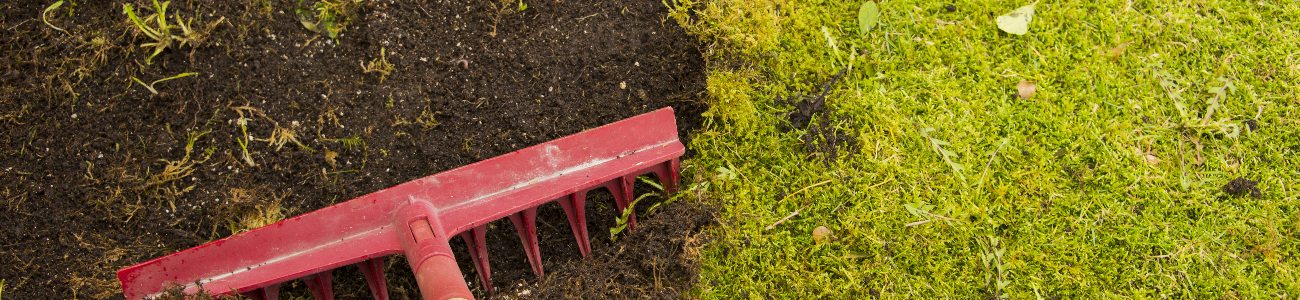 Comment supprimer la mousse d'une pelouse ? - AlloJardin