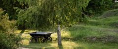 10 arbres qui poussent (très) vite - AlloJardin