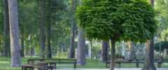 10 arbres qui poussent (très) vite - AlloJardin