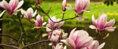 10 arbres qui poussent (très) vite - AlloJardin