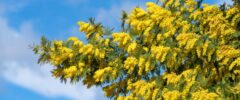 10 arbres qui poussent (très) vite - AlloJardin