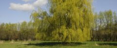 10 arbres qui poussent (très) vite - AlloJardin