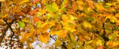 10 arbres qui poussent (très) vite - AlloJardin