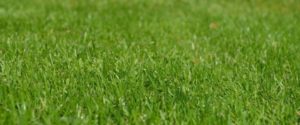 Gazon naturel en rouleau : prix par m² & pose - AlloJardin