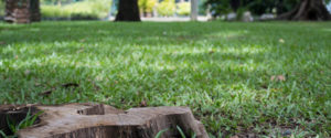Dessouchage : Comment dessoucher un arbre et à quel prix