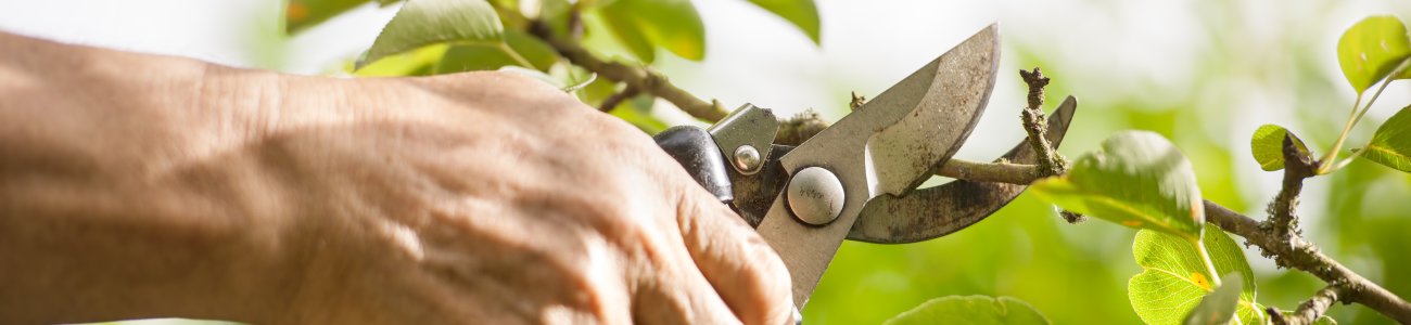 Taille des arbres fruitiers : tout savoir - AlloJardin